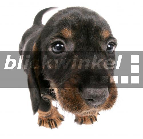 blickwinkel - Rauhhaardackel, Rauhhaar-Dackel, Rauhaardackel, Rauhaar ...