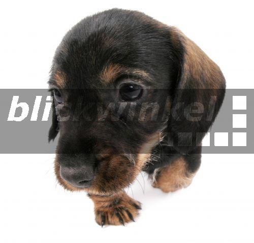 blickwinkel - Rauhhaardackel, Rauhhaar-Dackel, Rauhaardackel, Rauhaar ...