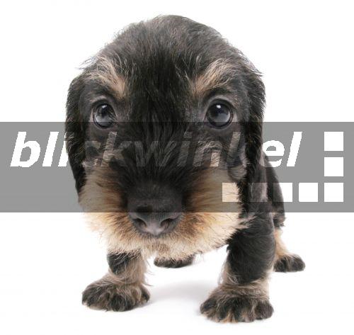 blickwinkel - Rauhhaardackel, Rauhhaar-Dackel, Rauhaardackel, Rauhaar ...