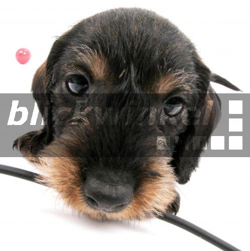 blickwinkel - Rauhhaardackel, Rauhhaar-Dackel, Rauhaardackel, Rauhaar ...