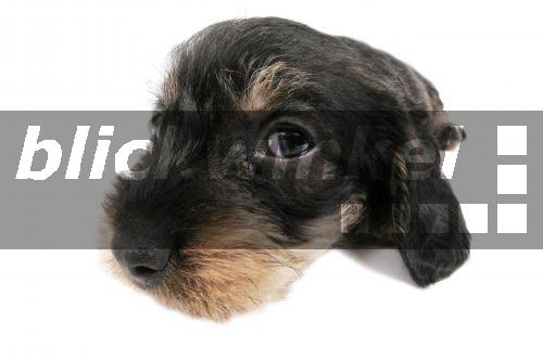 blickwinkel - Rauhhaardackel, Rauhhaar-Dackel, Rauhaardackel, Rauhaar ...