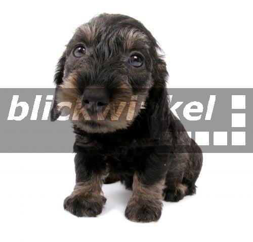 blickwinkel - Rauhhaardackel, Rauhhaar-Dackel, Rauhaardackel, Rauhaar ...
