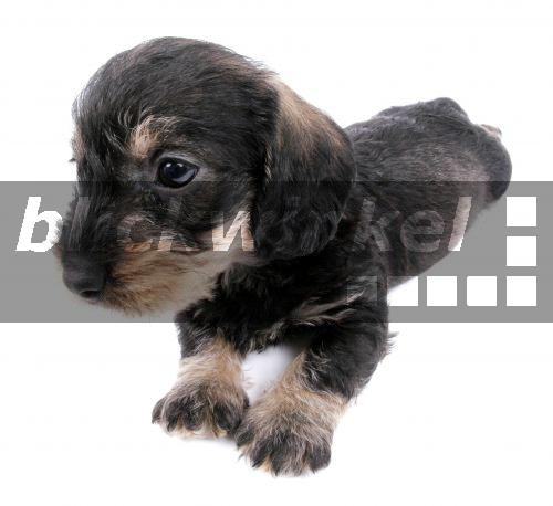 blickwinkel - Rauhhaardackel, Rauhhaar-Dackel, Rauhaardackel, Rauhaar ...