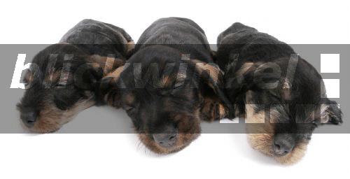 blickwinkel - Rauhhaardackel, Rauhhaar-Dackel, Rauhaardackel, Rauhaar ...