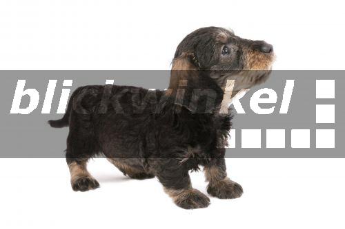 blickwinkel - Rauhhaardackel, Rauhhaar-Dackel, Rauhaardackel, Rauhaar ...