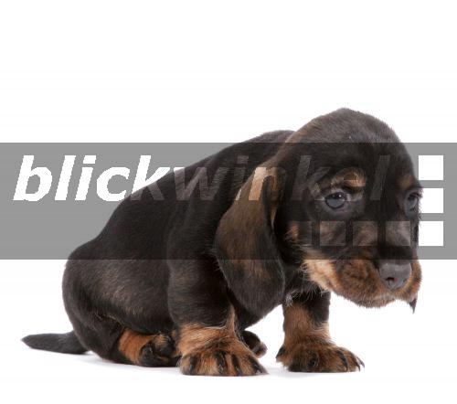 blickwinkel - Rauhhaardackel, Rauhhaar-Dackel, Rauhaardackel, Rauhaar ...