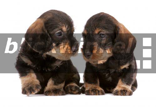 blickwinkel - Rauhhaardackel, Rauhhaar-Dackel, Rauhaardackel, Rauhaar ...