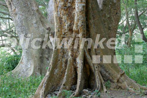 blickwinkel - Eselsfeige, Esels-Feige, Maulbeerfeige, Maulbeer-Feige ...