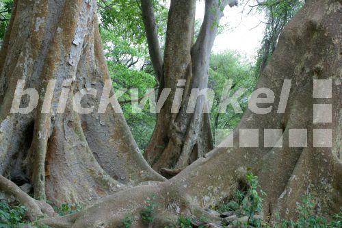 blickwinkel - Eselsfeige, Esels-Feige, Maulbeerfeige, Maulbeer-Feige ...