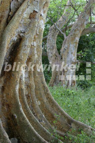 blickwinkel - Eselsfeige, Esels-Feige, Maulbeerfeige, Maulbeer-Feige ...