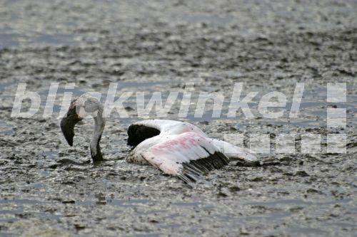 blickwinkel - Zwergflamingo, Zwerg-Flamingo (Phoenicopterus minor ...