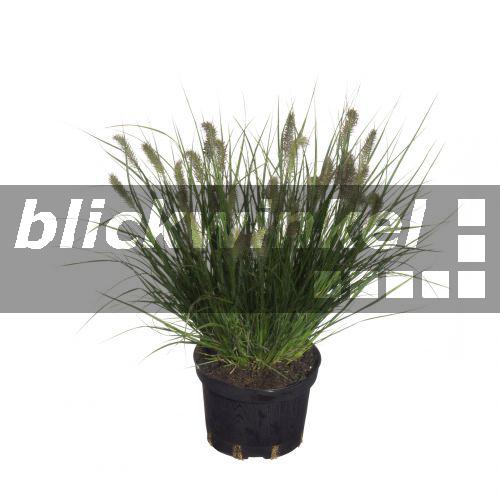 blickwinkel - Lampenputzergras, Lampenputzer-Gras (Pennisetum ...