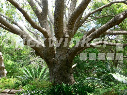 blickwinkel - Kampferbaum, Kampfer-Baum (Cinnamomum camphora), Stamm ...