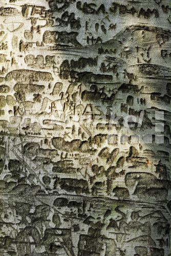 blickwinkel - Rotbuche, Rot-Buche, Buche (Fagus sylvatica), Baumrinde ...