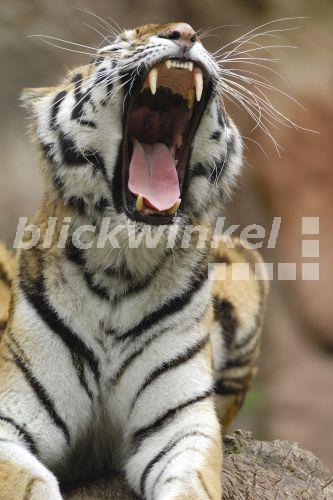 blickwinkel - Sumatra-Tiger, Sumatratiger (Panthera tigris sumatrae ...