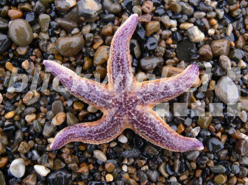 blickwinkel - Gemeiner Seestern (Asterias rubens), auf einem Kiesstrand ...