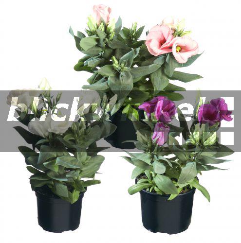 blickwinkel - Praerieenzian, Praerie-Enzian, Glockenenzian, Glocken ...