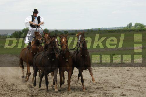 blickwinkel - Ungarisches Halbblut, Kisberer Halbblut (Equus ...