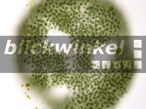 blickwinkel - Netzblaualge, Netz-Blaualge (Microcystis flos-aquae), im ...