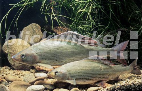 blickwinkel - Aesche, Europaeische Aesche (Thymallus thymallus), Paar ...
