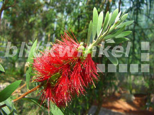 blickwinkel - Zylinderputzer (Callistemon pachyphyllus), Bluetenstand ...