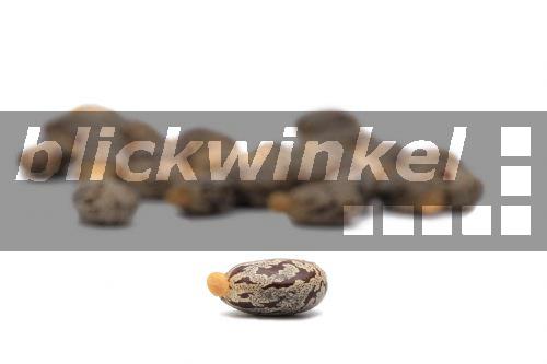 blickwinkel - Rizinus, Rizinus-Staude, Rizinusstaude, Wunderbaum ...