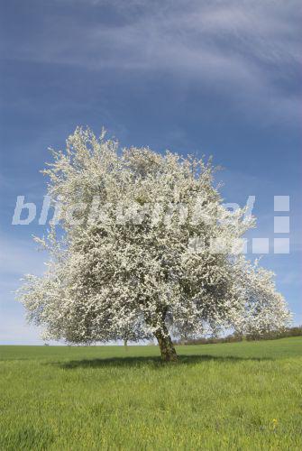 blickwinkel - Suess-Kirsche, Suesskirsche, Kirschbaum, Kirsch-Baum ...