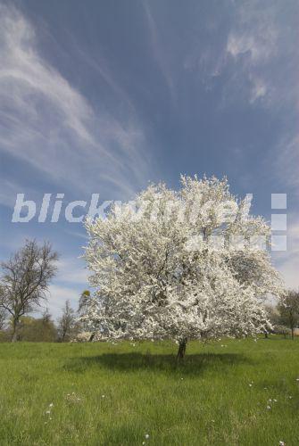 blickwinkel - Suess-Kirsche, Suesskirsche, Kirschbaum, Kirsch-Baum ...