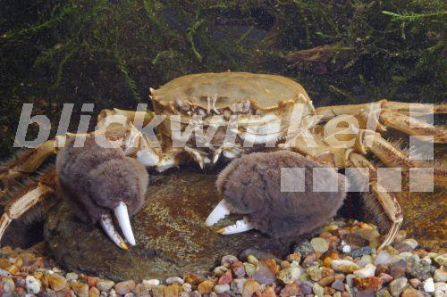 blickwinkel - Chinesische Wollhandkrabbe (Eriocheir sinensis), Portrait ...