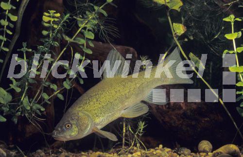 blickwinkel - Schlei, Schleie, Schleihe (Tinca tinca), Portrait eines ...