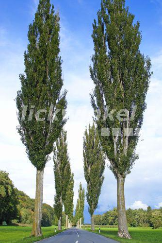 blickwinkel - Pyramidenpappel, Pyramiden-Pappel, Saeulenpappel, Saeulen ...