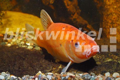 blickwinkel - Goldschleie, Schleie, Schlei (Tinca tinca), Zuchtform ...