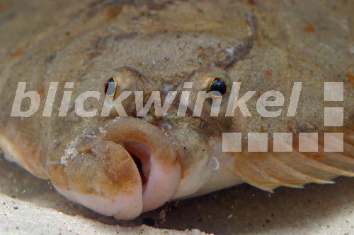 blickwinkel - Flunder, Gemeine Flunder, Sandbutt, Raubutt, Graubutt ...