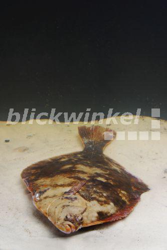 blickwinkel - Flunder, Gemeine Flunder, Sandbutt, Raubutt, Graubutt ...