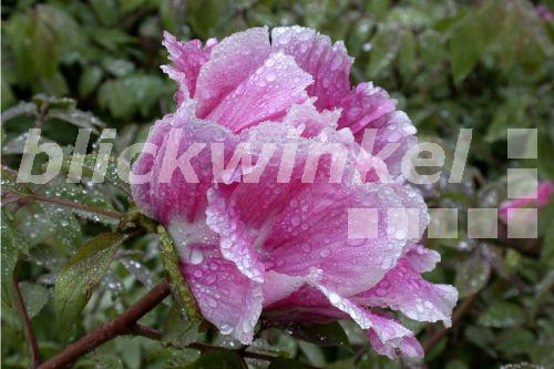 blickwinkel - Strauchpfingstrose, Strauch-Pfingstrose, Strauchpaeonie ...