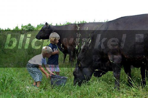 blickwinkel - Kinder fuettern Kuehe - kids feeding cows - F. Hecker