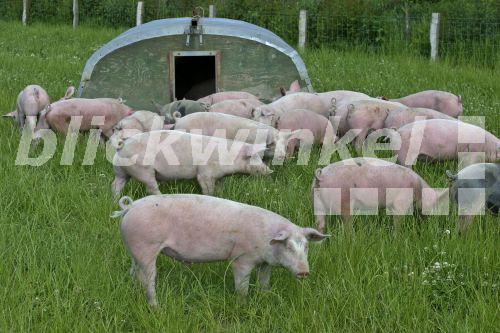 blickwinkel - Hausschwein, Haus-Schwein (Sus scrofa f. domestica ...