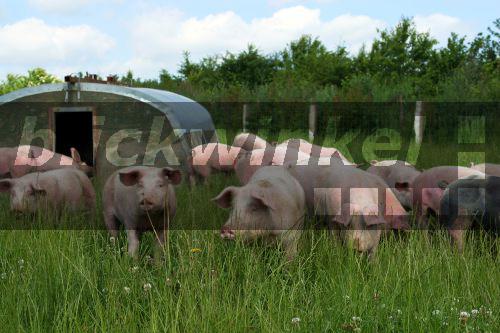 blickwinkel - Hausschwein, Haus-Schwein (Sus scrofa f. domestica ...