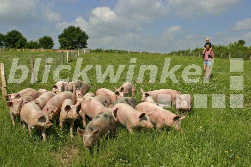blickwinkel - Hausschwein, Haus-Schwein (Sus scrofa f. domestica ...