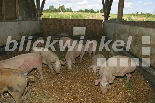blickwinkel - Hausschwein, Haus-Schwein; Artgerechte Tierhaltung auf ...
