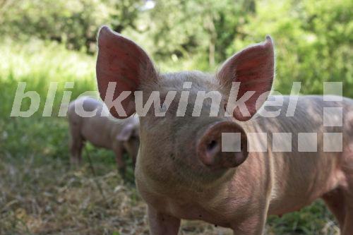 blickwinkel - Hausschwein, Haus-Schwein (Sus scrofa f. domestica), Wild ...