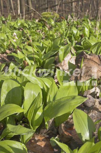 blickwinkel - Wilder Knoblauch, Waldknoblauch, Baer-Lauch, Baerlauch ...
