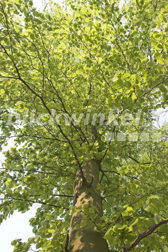 blickwinkel - Rotbuche, Rot-Buche, Buche (Fagus sylvatica), im ...