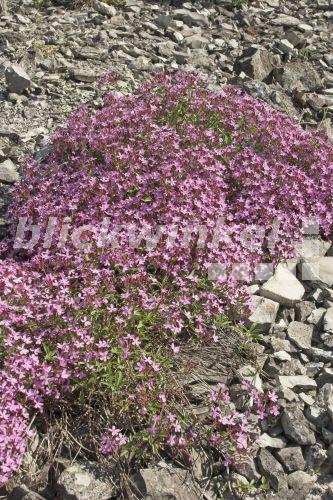 blickwinkel - Kleines Seifenkraut, Rotes Seifenkraut (Saponaria ...