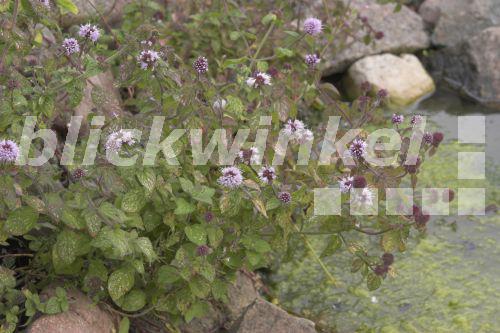 blickwinkel - Wasser-Minze, Wasserminze, Bach-Minze, Bachminze (Mentha ...
