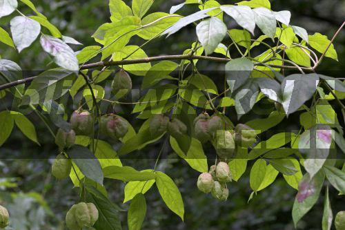blickwinkel - Gemeine Pimpernuss, Gewoehnliche Pimpernuss (Staphylea ...
