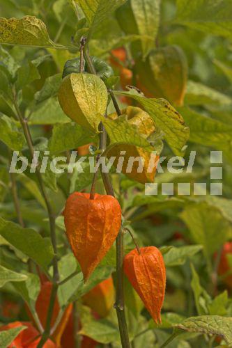 blickwinkel - Blasenkirsche, Erdkirsche, Judenkirsche, Lampionblume ...