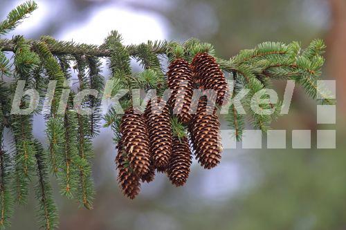 blickwinkel - Gemeine Fichte, Rottanne, Gewoehnliche Fichte (Picea ...