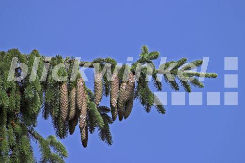 blickwinkel - Gemeine Fichte, Rottanne, Gewoehnliche Fichte (Picea ...
