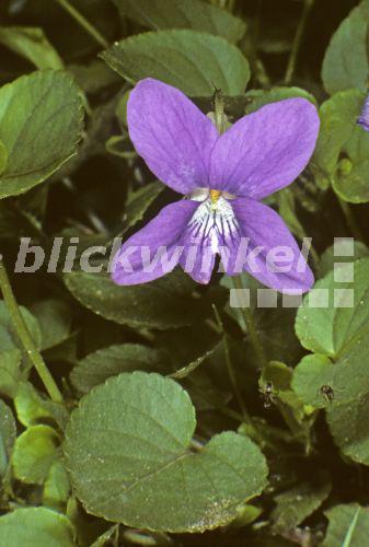 blickwinkel - Maerz-Veilchen, Wohlriechendes Veilchen, Duftendes ...